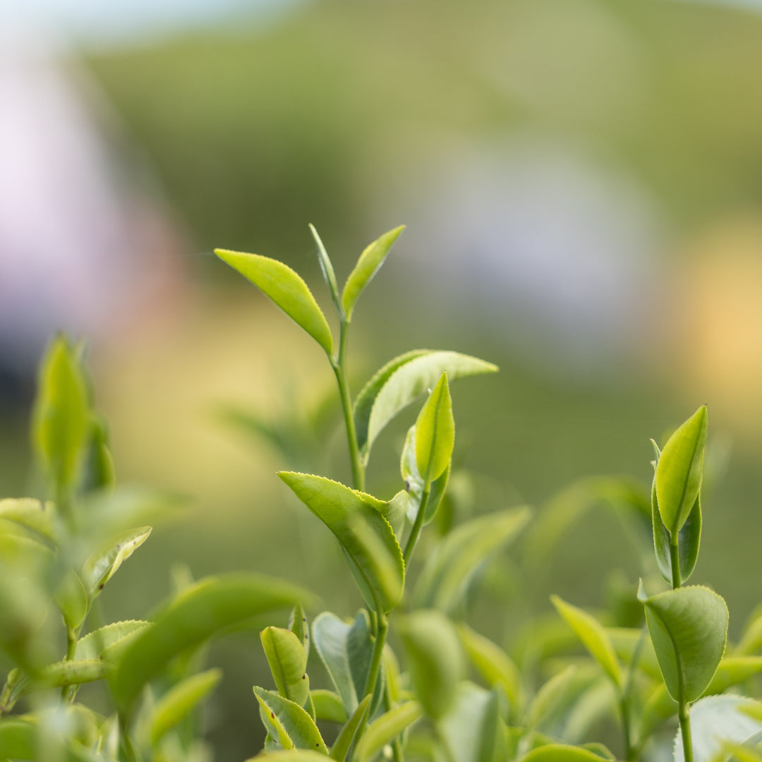 STORY – Saicho Drinks Hong Kong